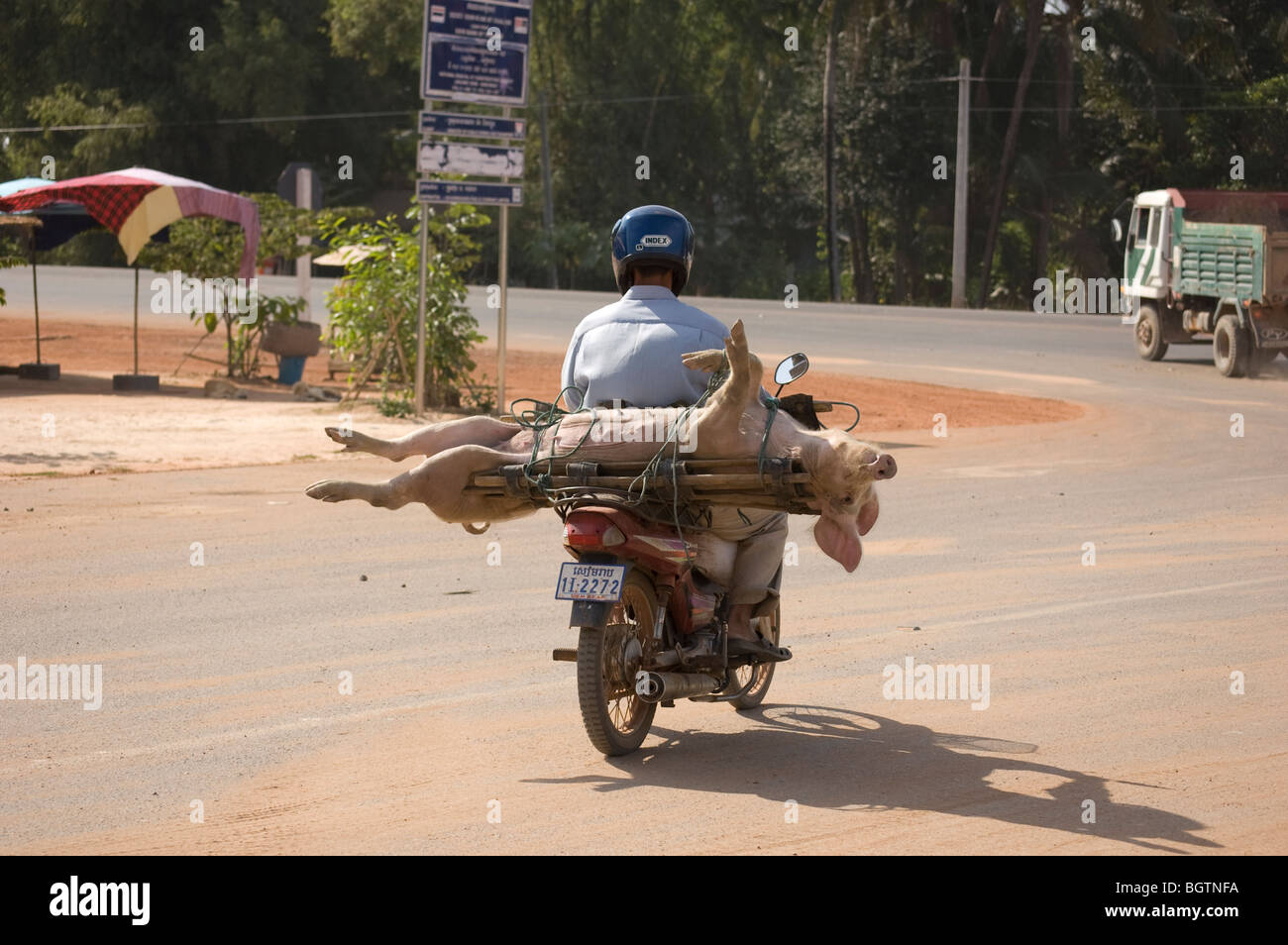 Live pig upside-down on the back of motorbike in Cambodia Stock Photo ...