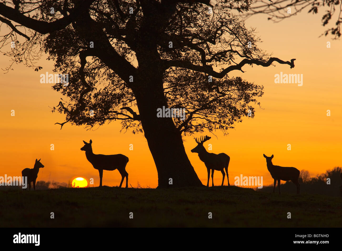 Red Deer Cervus elaphus in Holkham Park Norfolk UK Stock Photo - Alamy