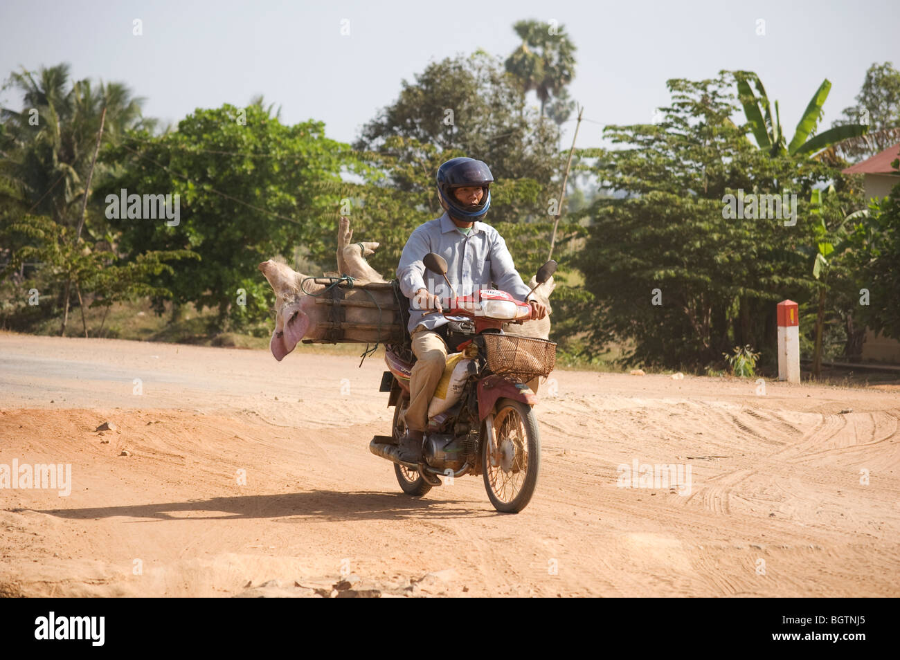 Live pig upside-down on the back of motorbike in Cambodia Stock Photo ...
