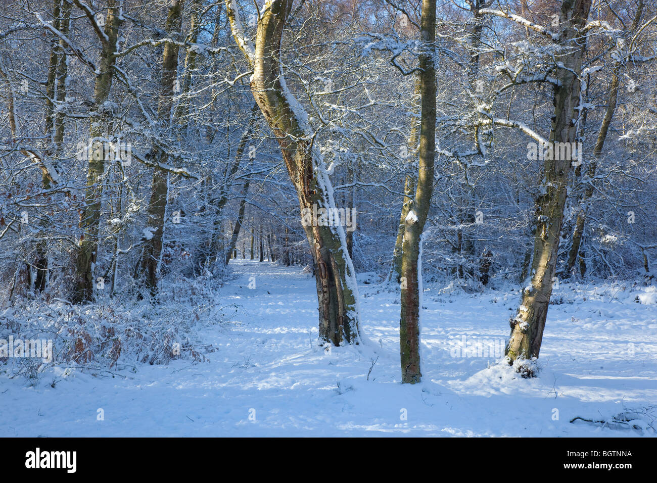 Silver Birches Betula pendula in Winter woodland Stock Photo - Alamy