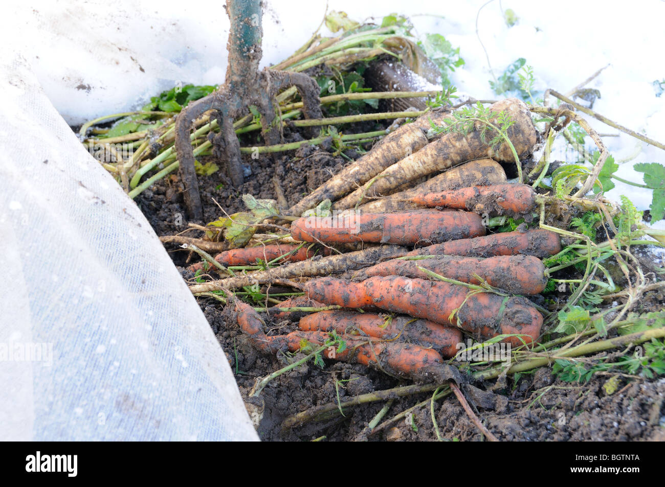 harvesting winter carrots and parsnips under fleece Stock Photo - Alamy