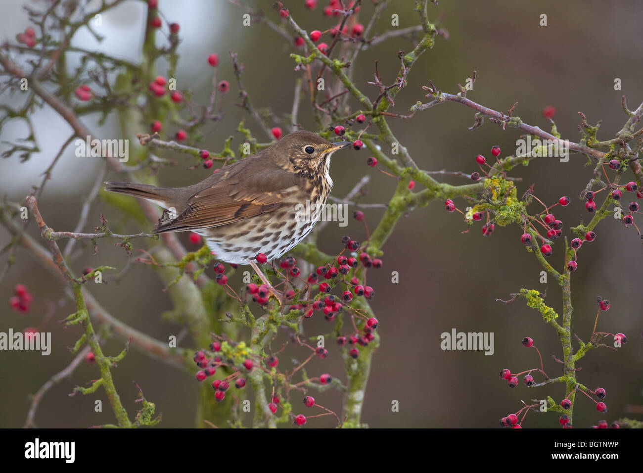 Song Thrush Eating Worms High Resolution Stock Photography and Images ...