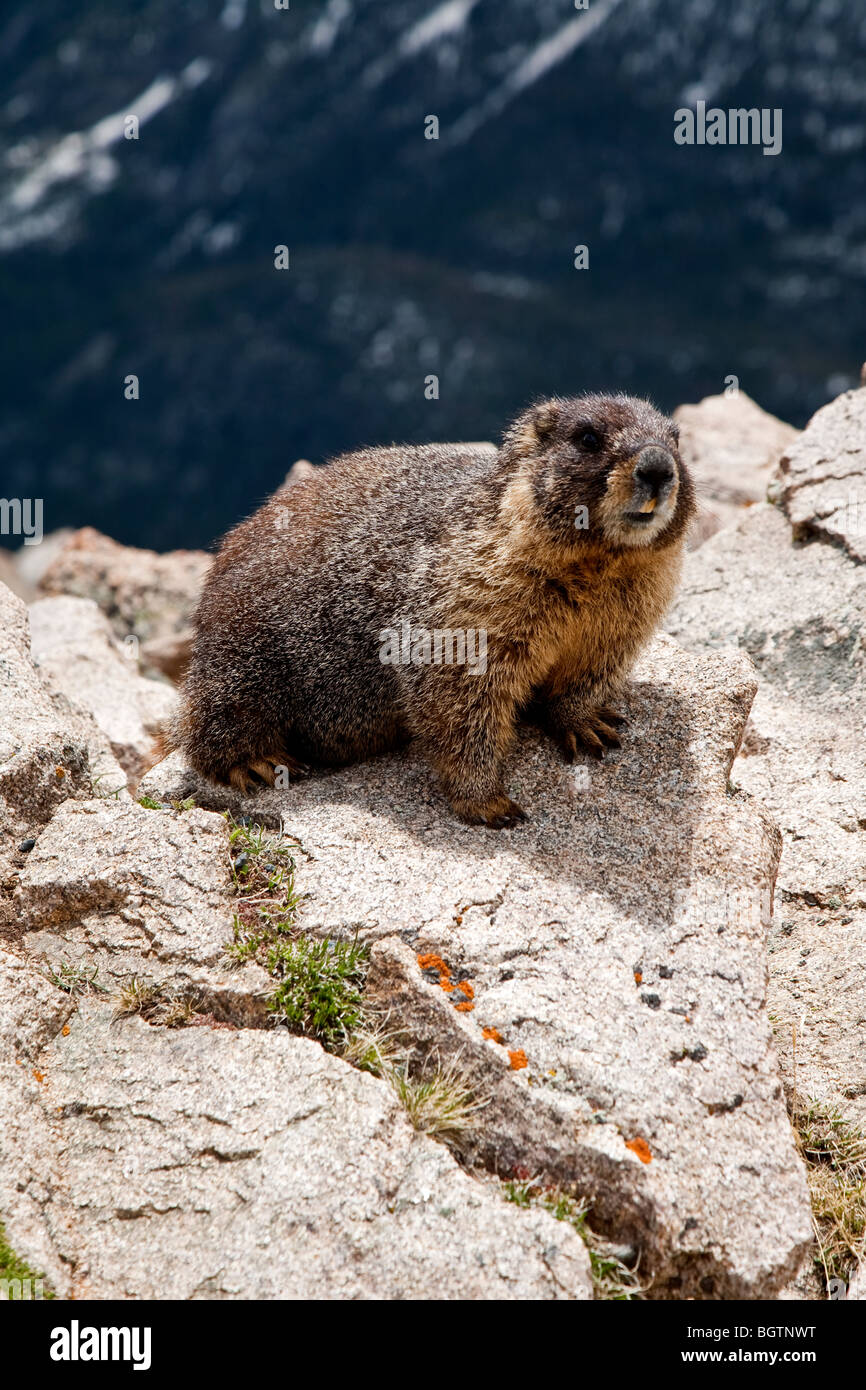 Yellow bellied marmots hi-res stock photography and images - Alamy