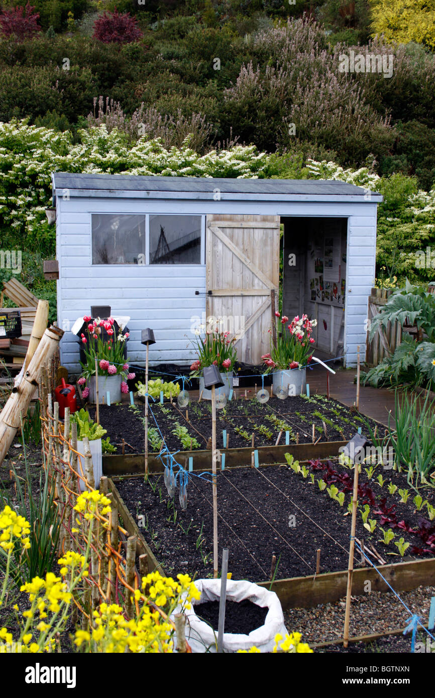 WELL MAINTAINED ALLOTMENT GARDEN. CORNWALL UK Stock Photo - Alamy