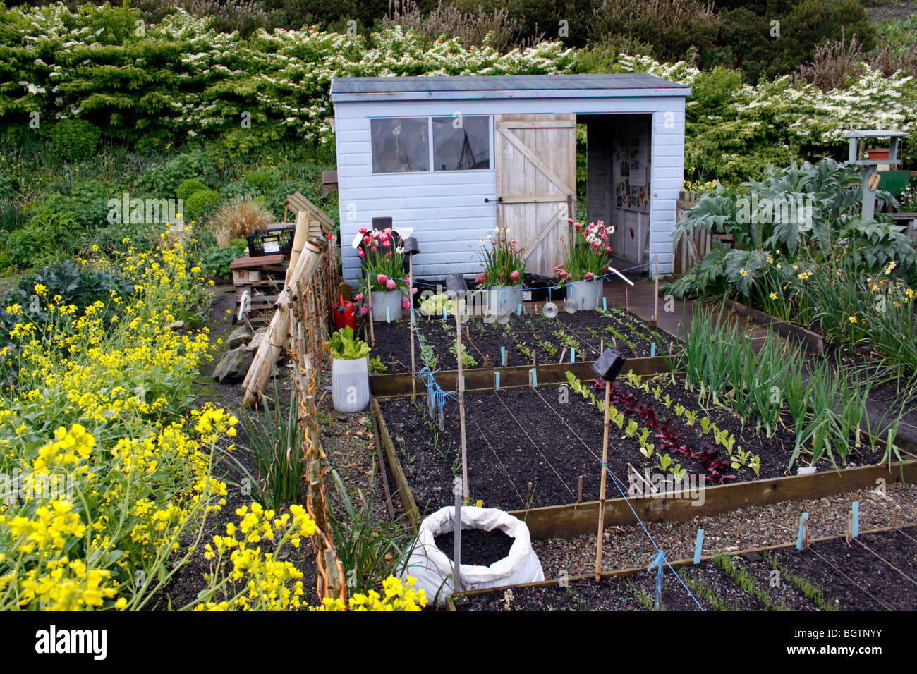 AN ENGLISH ALLOTMENT AT THE EDEN PROJECT. CORNWALL UK Stock Photo - Alamy