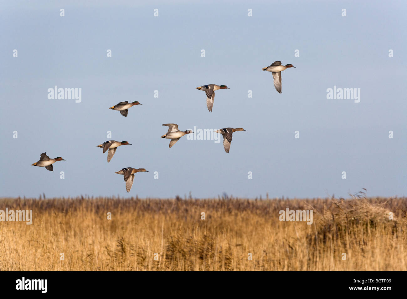 Teal Anas crecca Flock in flight Stock Photo - Alamy