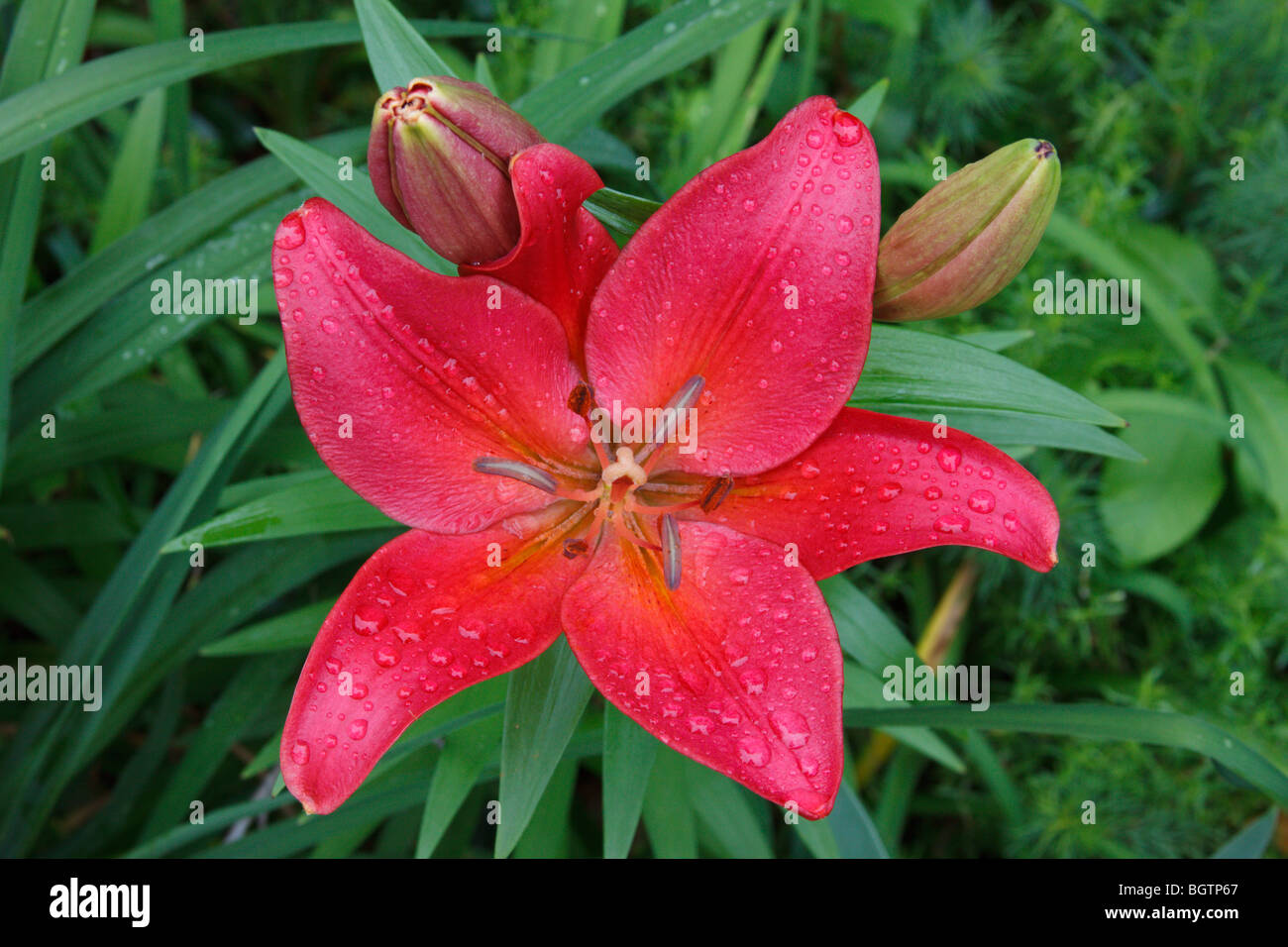 Carolina lily flower hi-res stock photography and images - Alamy