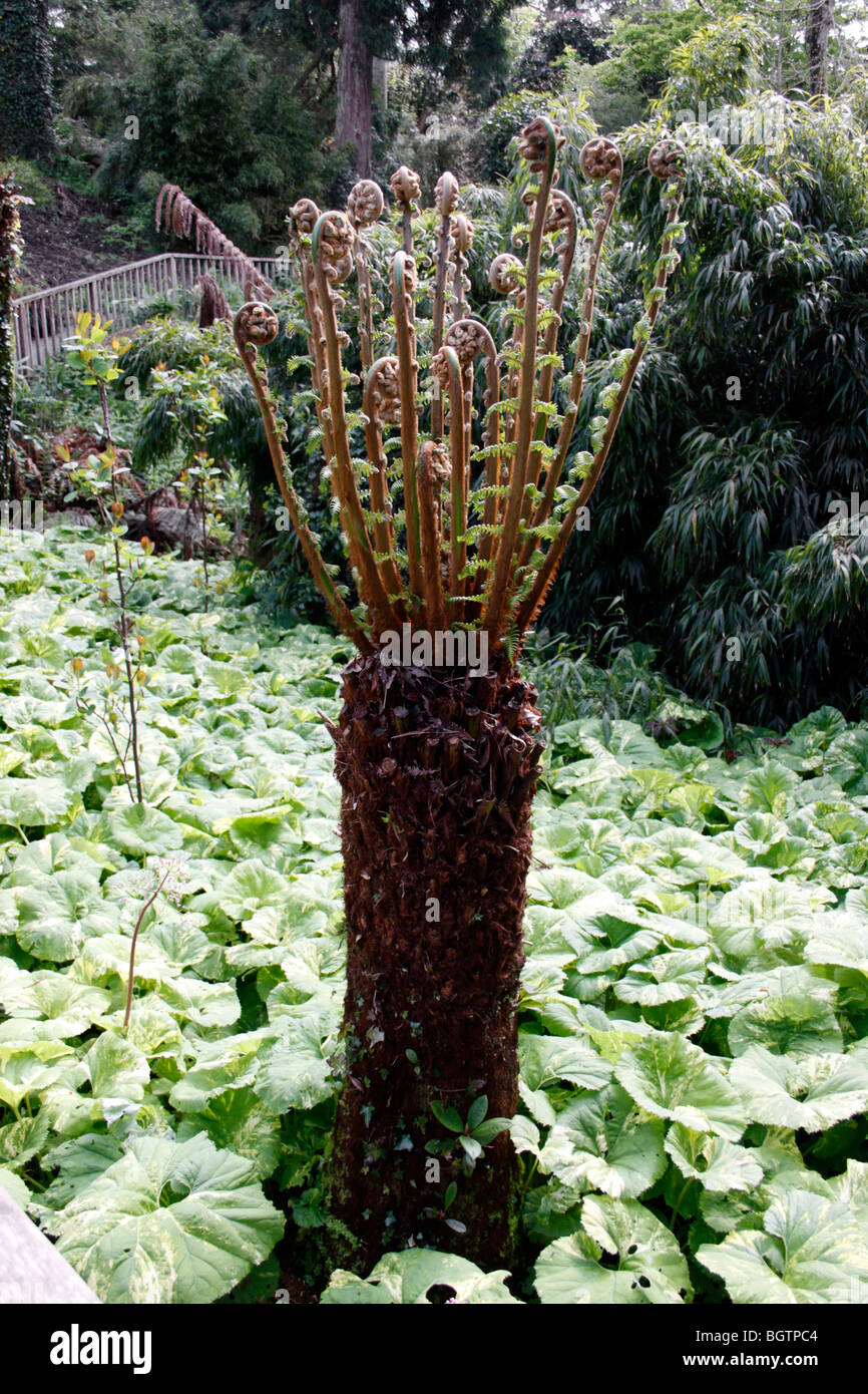 DICKSONIA FIBROSA. GOLDEN TREE FERN Stock Photo - Alamy