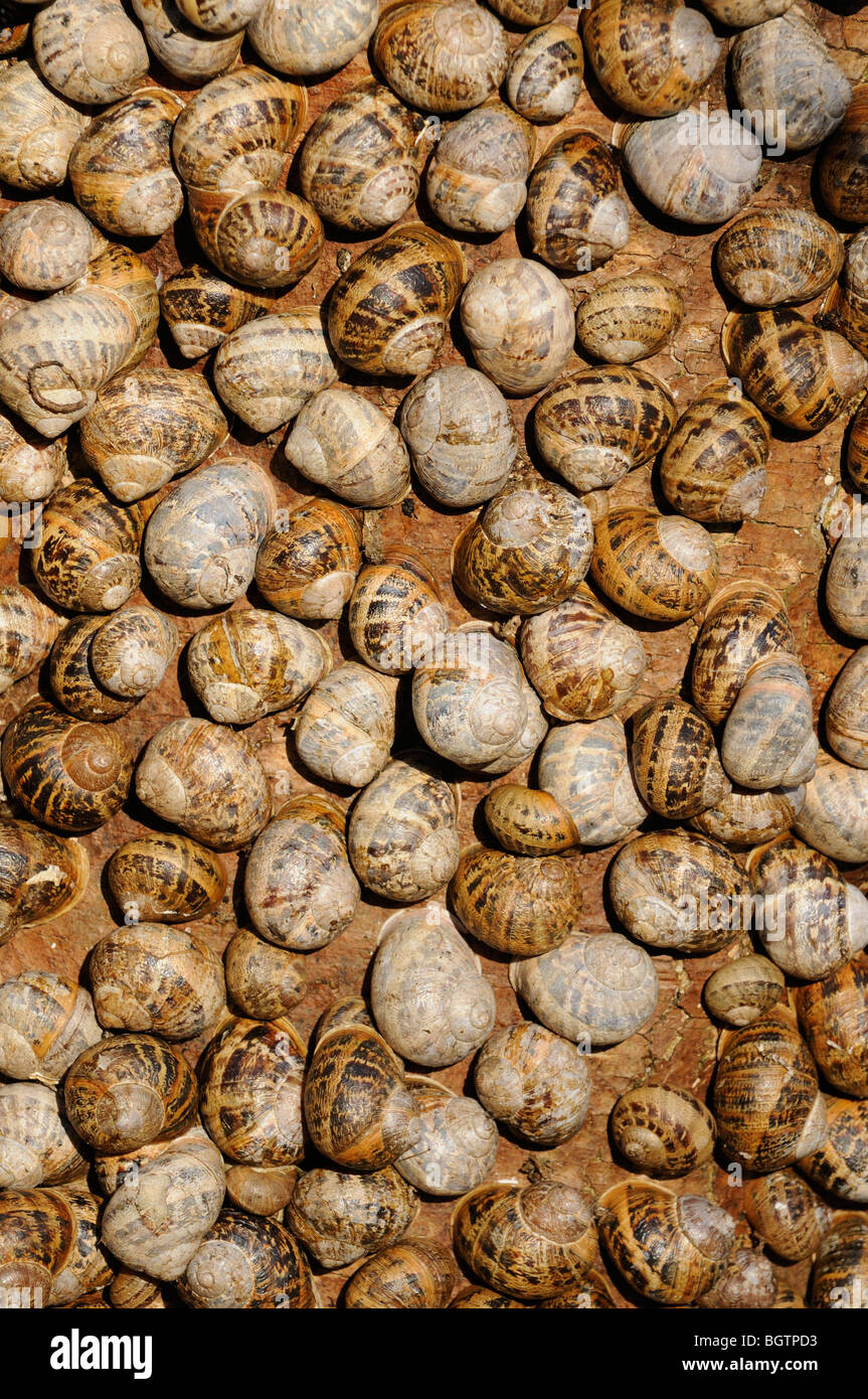 Common garden snails, helix aspersa, large group hibernating on ...