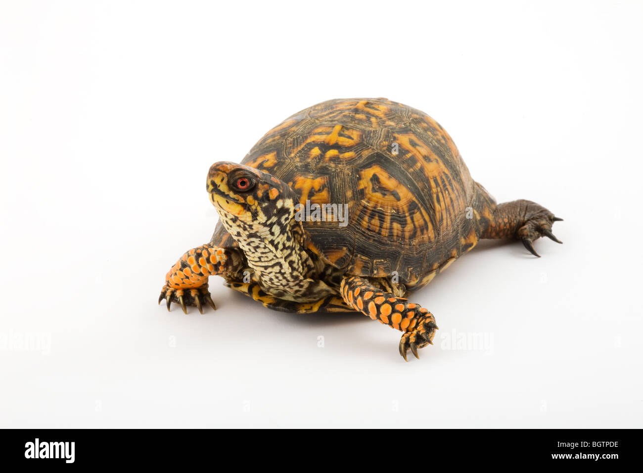 Eastern box turtle hi-res stock photography and images - Alamy