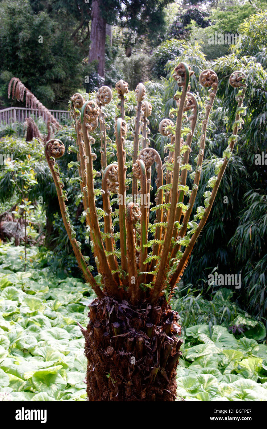 DICKSONIA FIBROSA. GOLDEN TREE FERN Stock Photo - Alamy