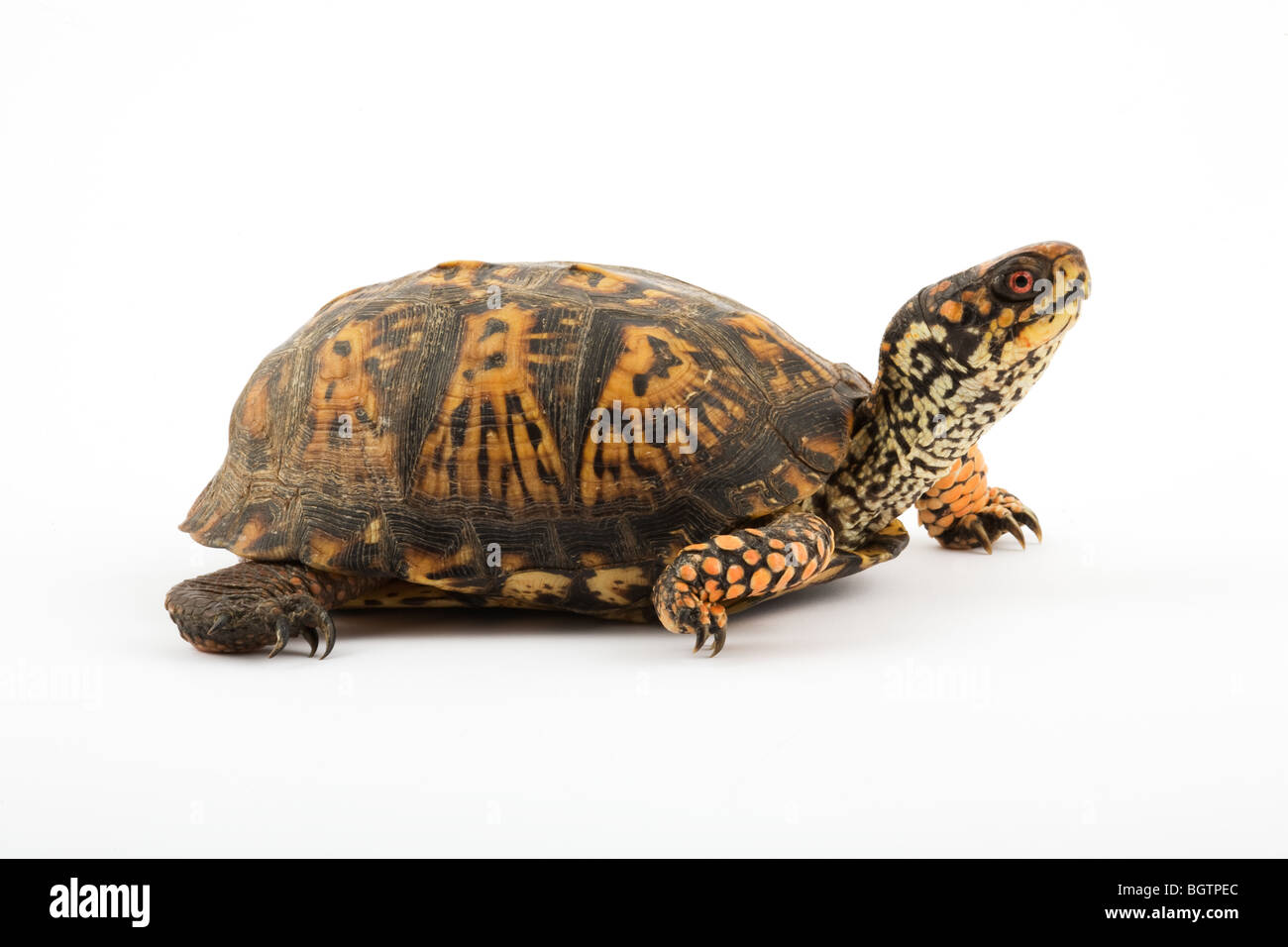 Adult Eastern Box Turtle (Terrapene carolina carolina Stock Photo - Alamy