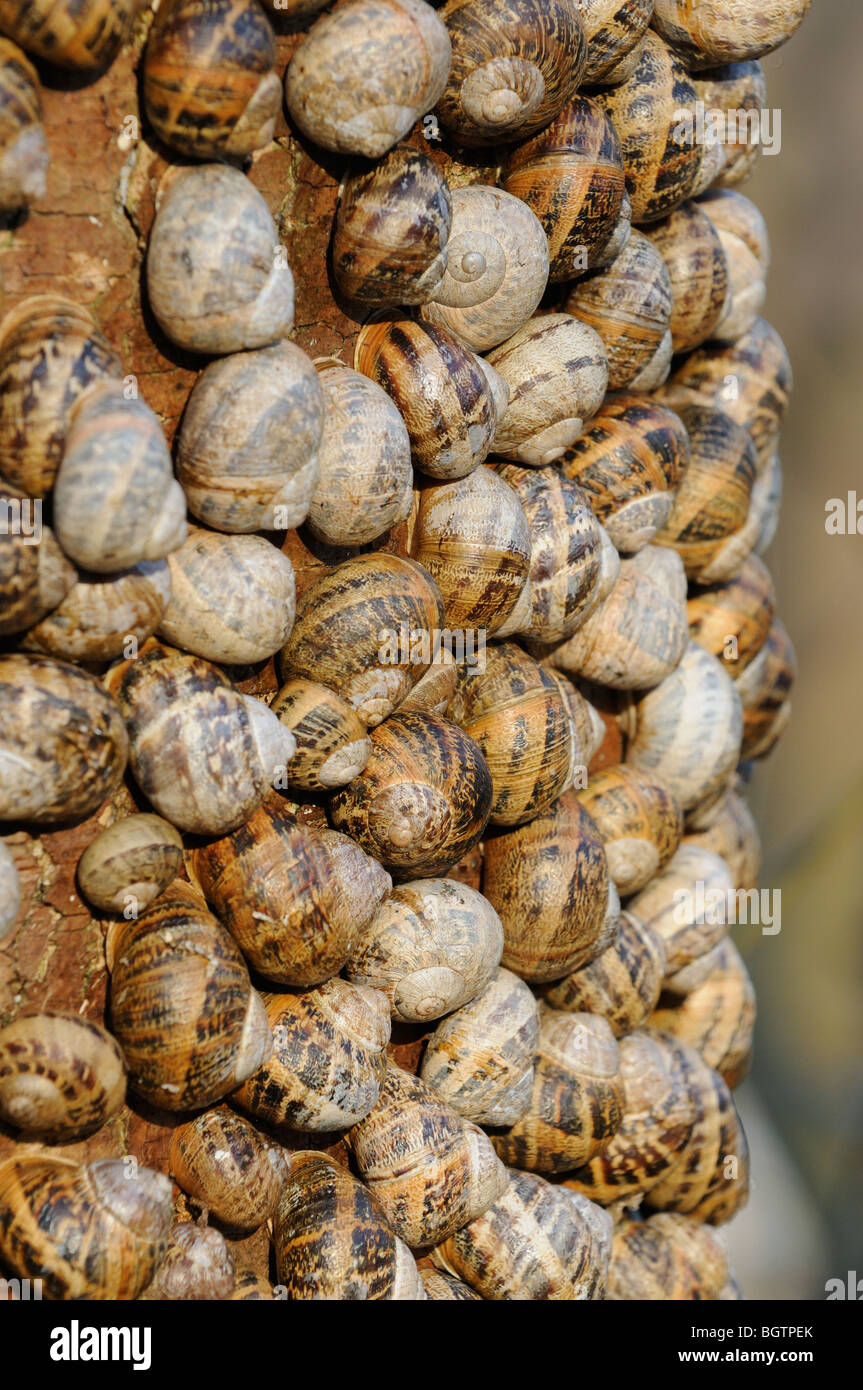 Common garden snails, helix aspersa, large group hibernating on ...