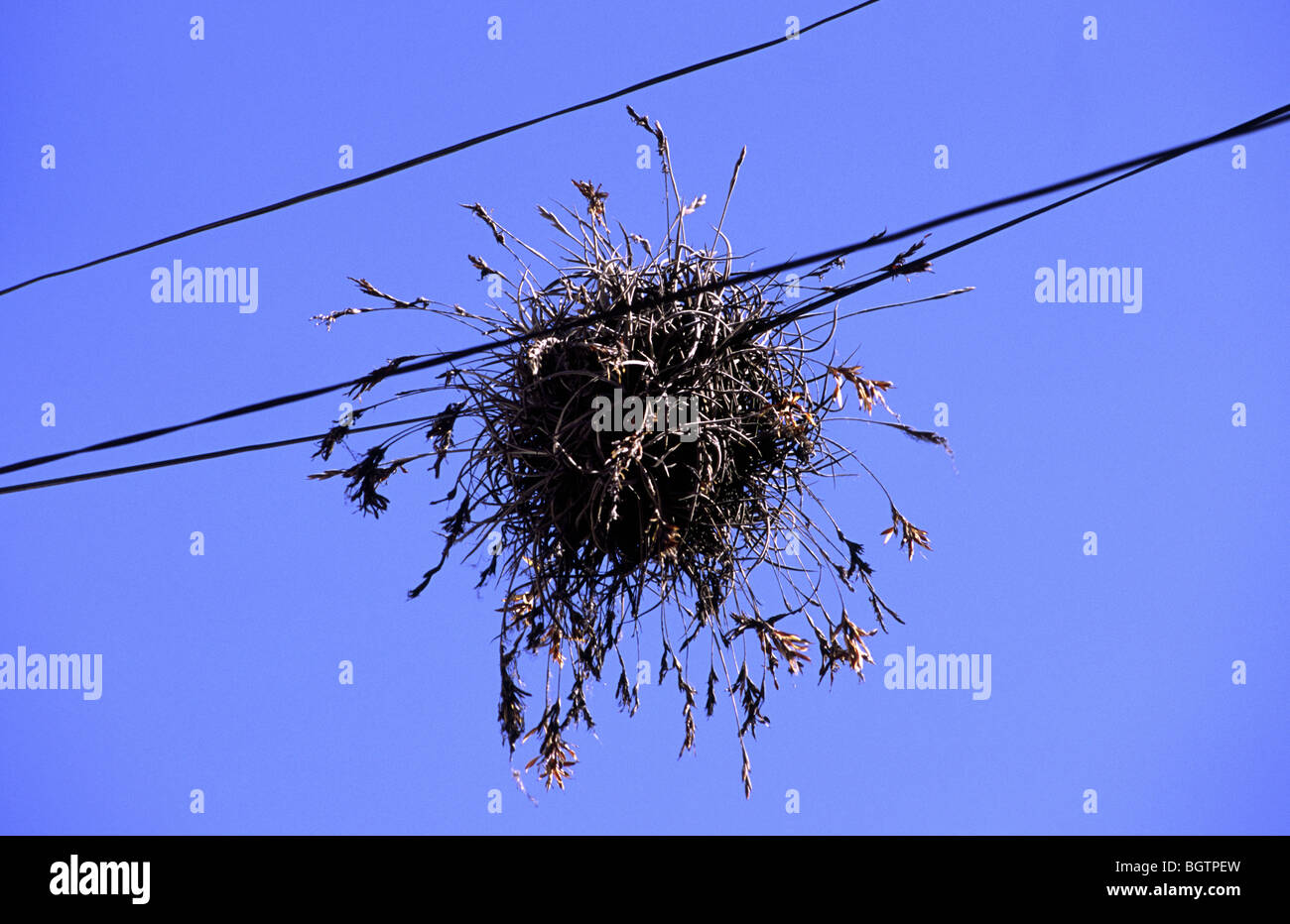 Bird nest in cables. Sucre, Bolivia Stock Photo - Alamy