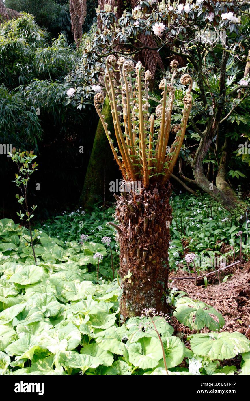 DICKSONIA FIBROSA. GOLDEN TREE FERN Stock Photo - Alamy