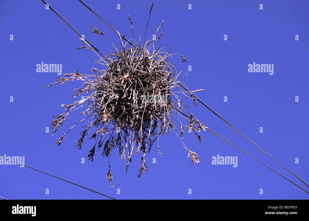Bird nest in cables. Sucre, Bolivia Stock Photo - Alamy
