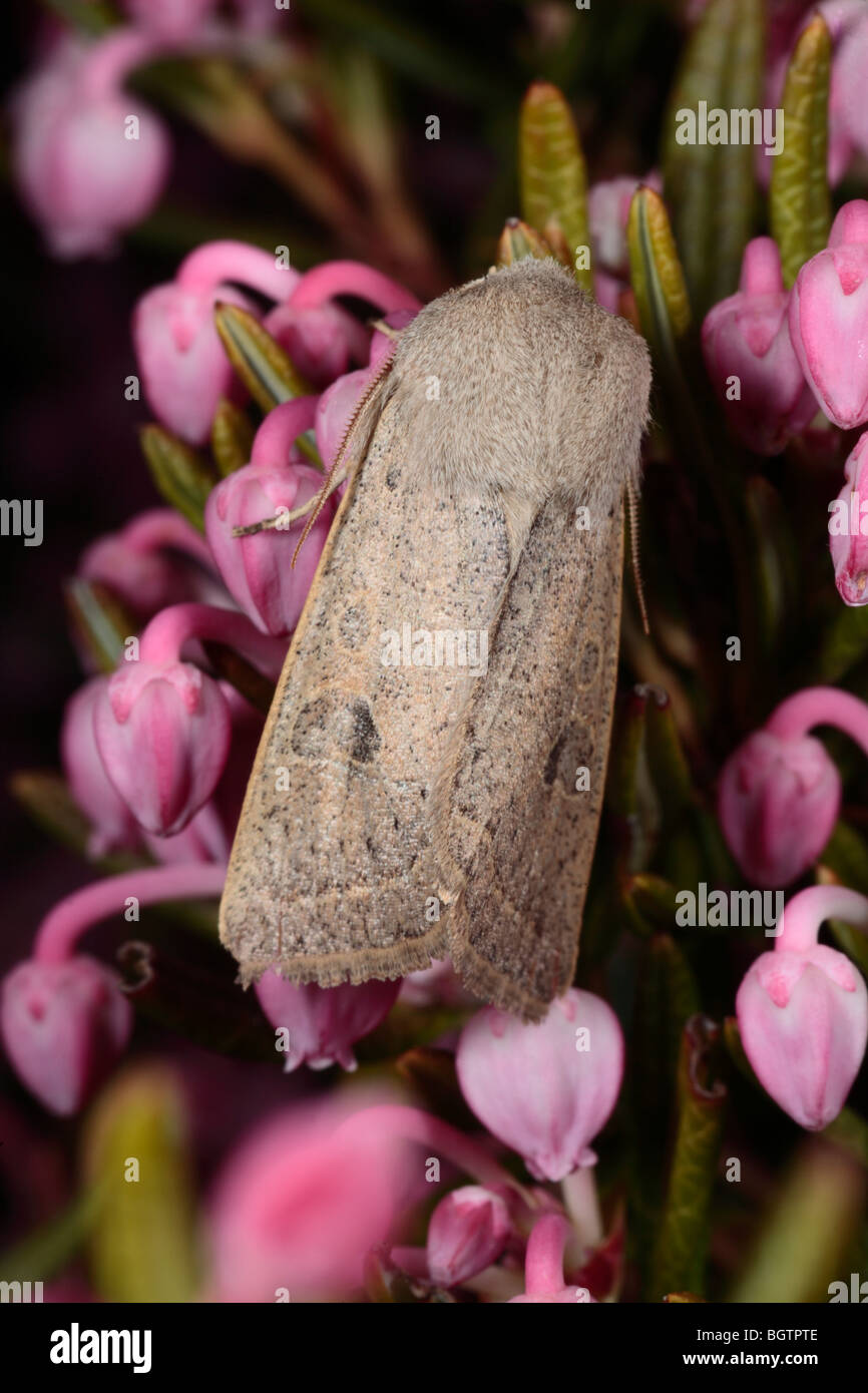 Powdered Quaker moth (Orthosia gracilis). Powys, Wales Stock Photo - Alamy