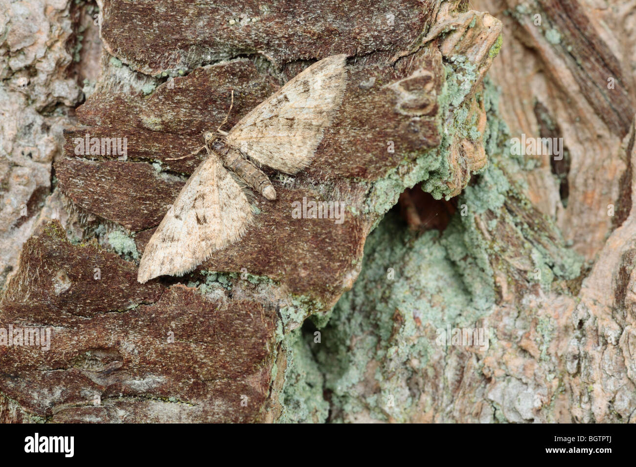 Brindled Pug moth (Eupithecia abbreviata). Powys, Wales Stock Photo - Alamy