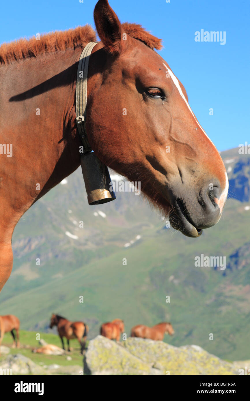 Comtois horse hi-res stock photography and images - Alamy