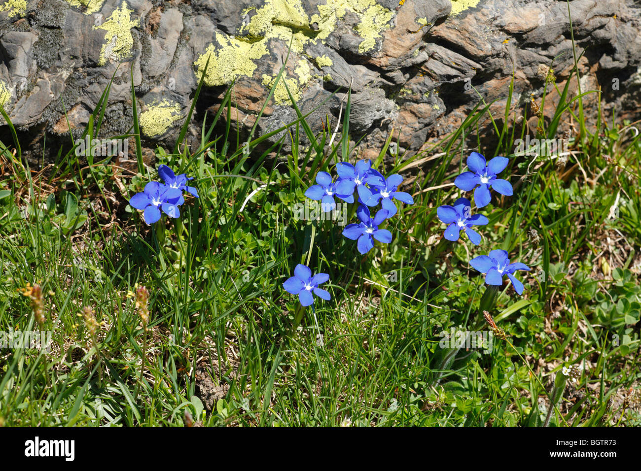 Flowers of Spring Gentian (Gentiana verna) at 2400m near the Col de ...