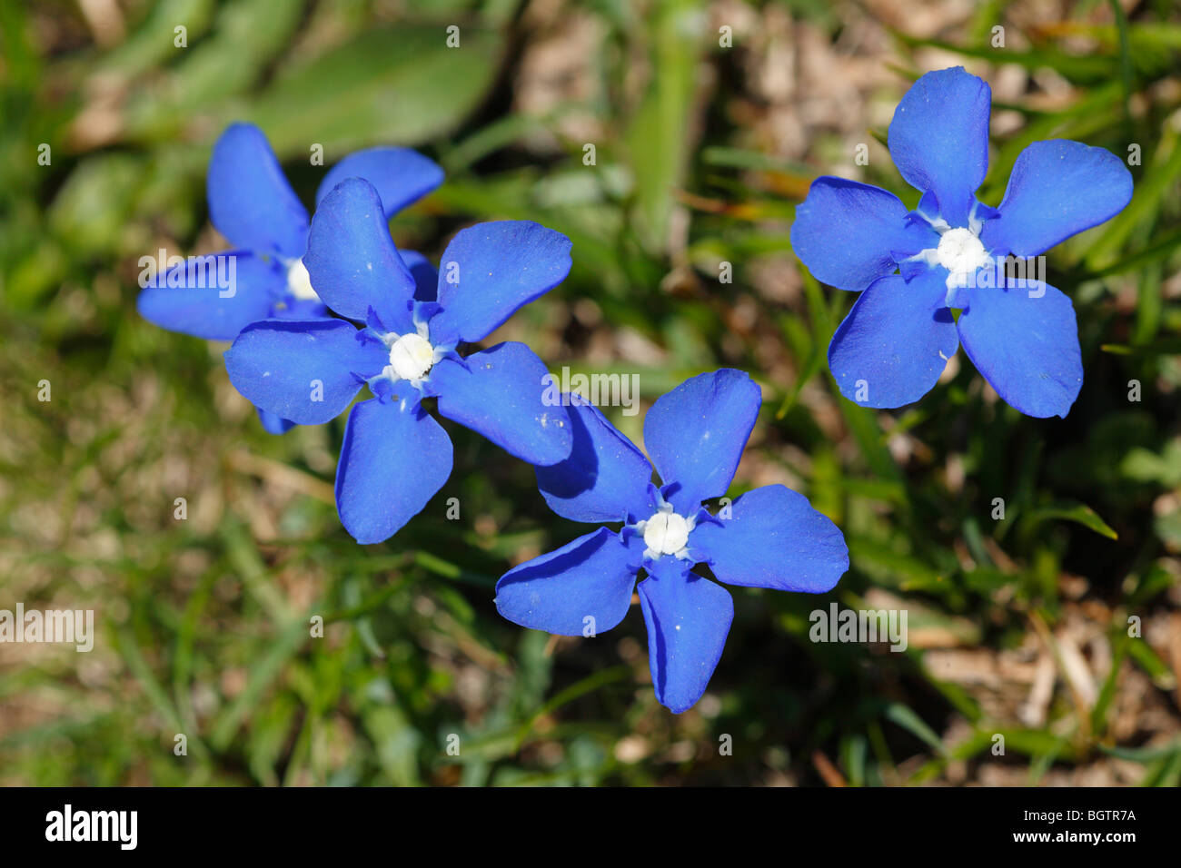 Flowers of Spring Gentian (Gentiana verna) at 2400m near the Col de ...