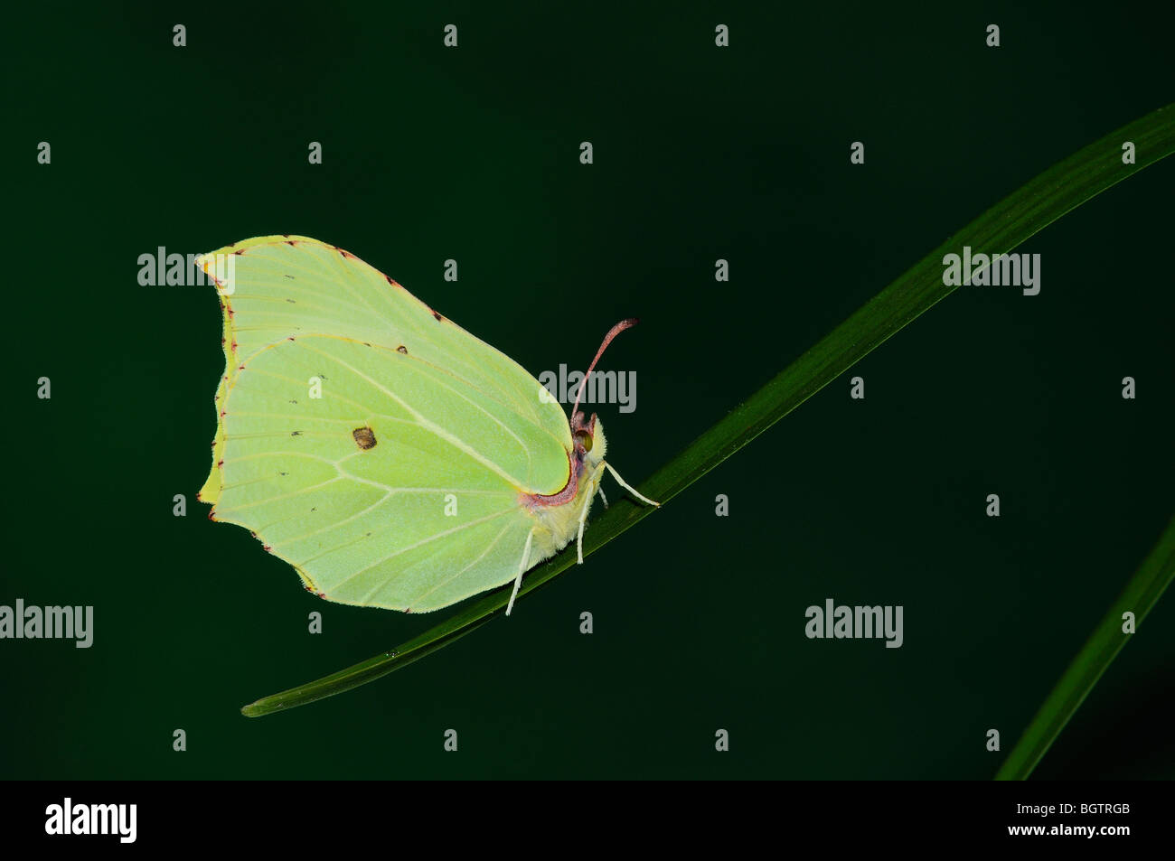 Yellow butterfly brimstone sulphur hi-res stock photography and images ...