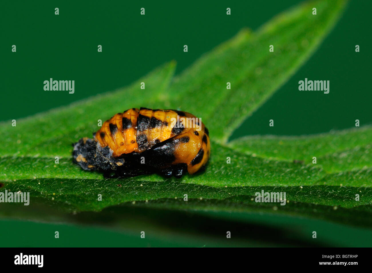 7-spot Ladybird (Coccinella 7-punctata) pupa on leaf, Oxfordshire, UK ...