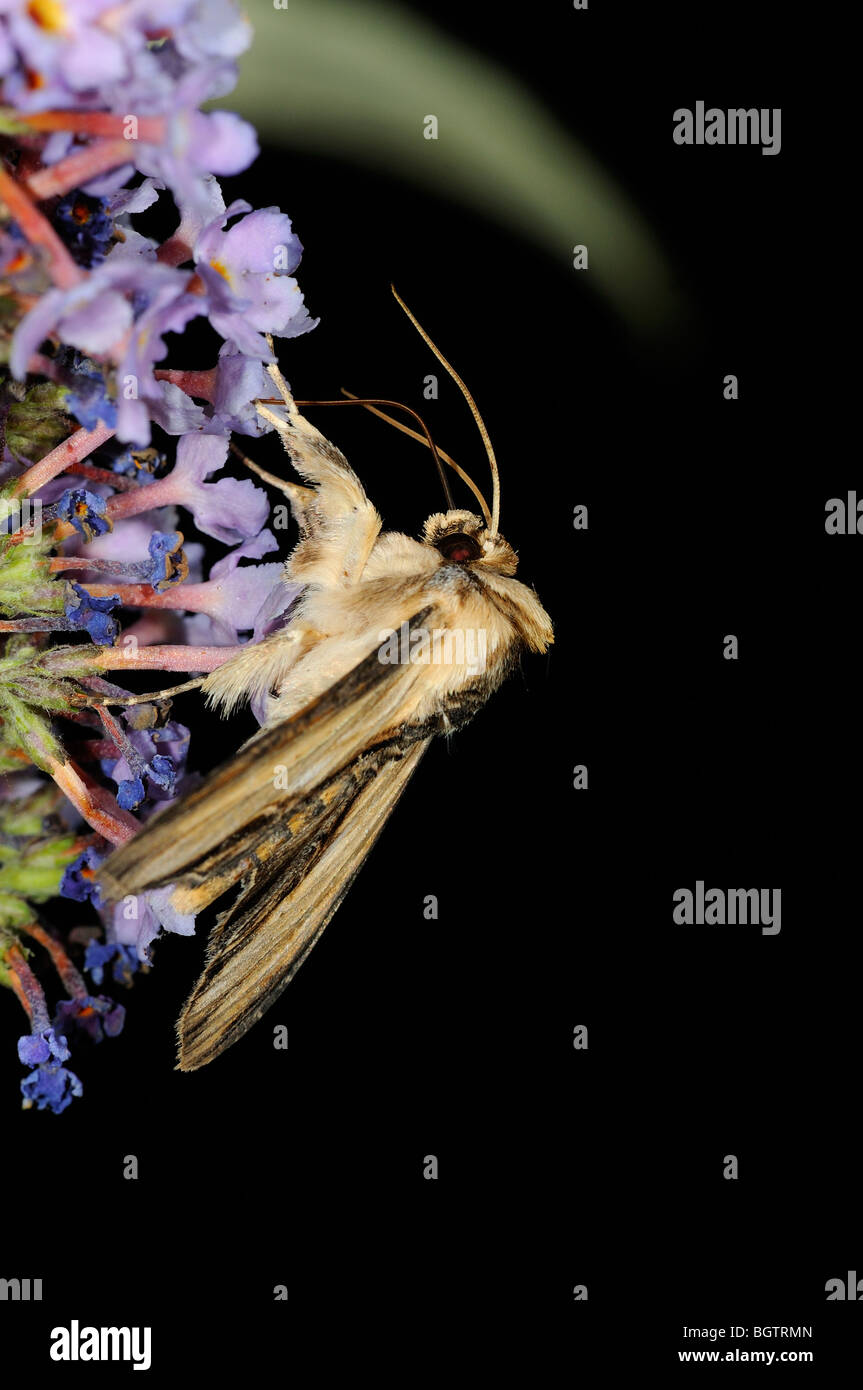 Mullein shark moth hi-res stock photography and images - Alamy