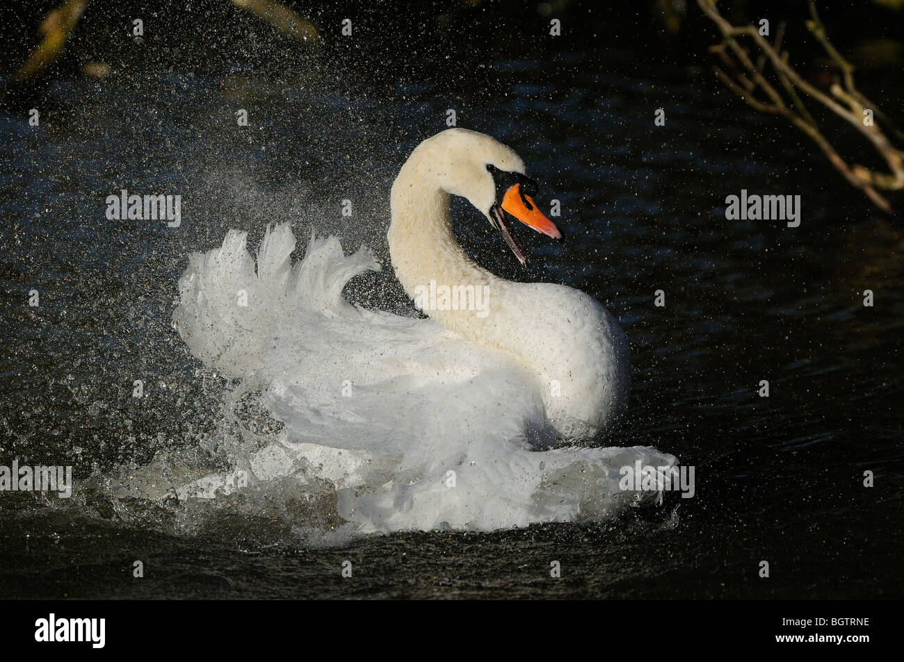 White swan splashing in water hi-res stock photography and images - Alamy
