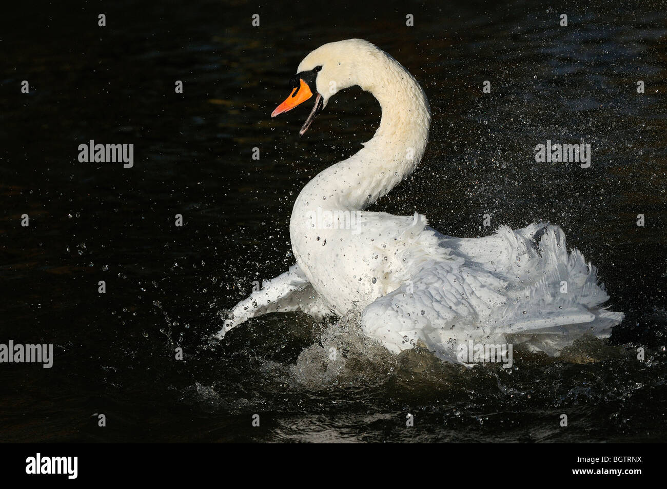 White swan splashing in water hi-res stock photography and images - Alamy