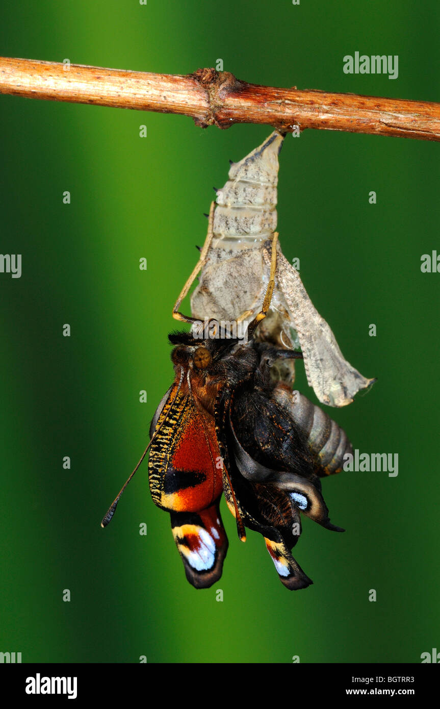 Peacock Butterfly Inachis Io Just Emerged Hanging From Pupa Expanding And Drying Its Wings