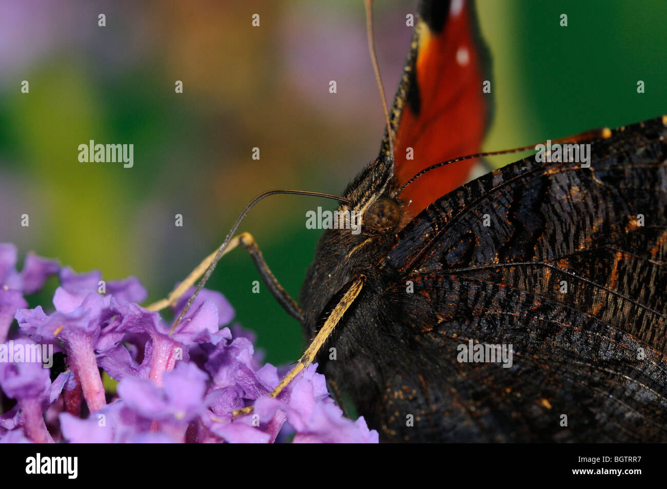 Butterfly tongue close up hi-res stock photography and images - Alamy