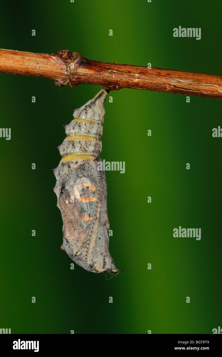 Peacock Butterfly (Inachis io) butterfly about to htach from its pupa ...