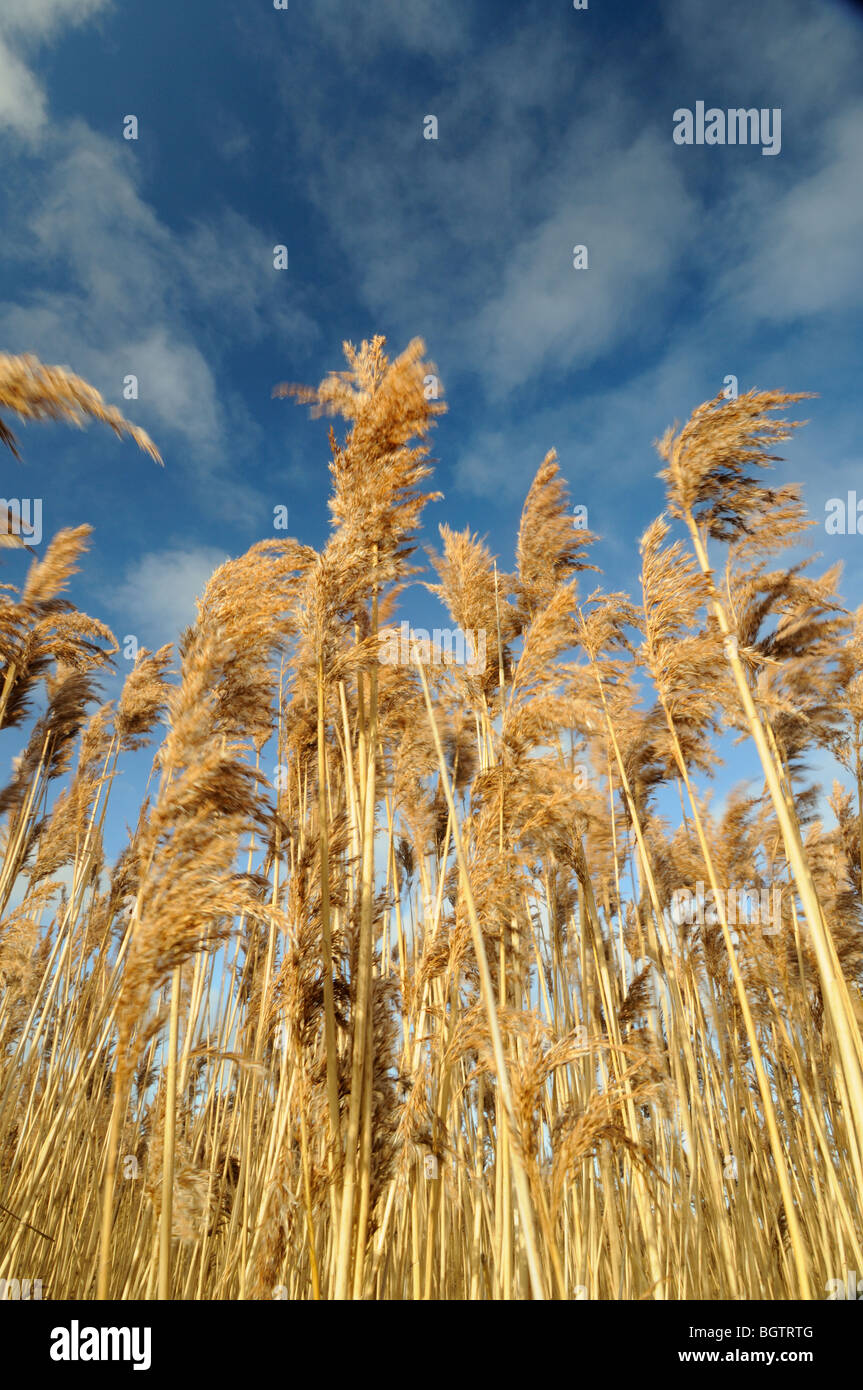 Norfolk reed, phragmites, showing seed heads moving in wind against ...