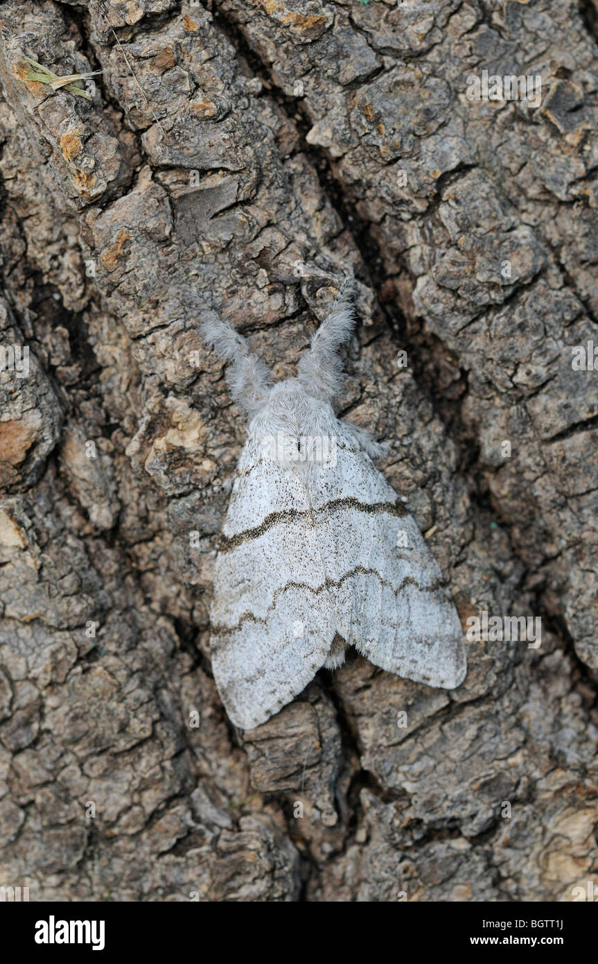 Pale Tussock Moth (Calliteara pudibunda) resting on bark, Oxfordshire ...