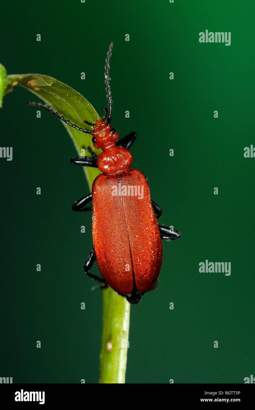 Cardinal beetle and grass hi-res stock photography and images - Alamy
