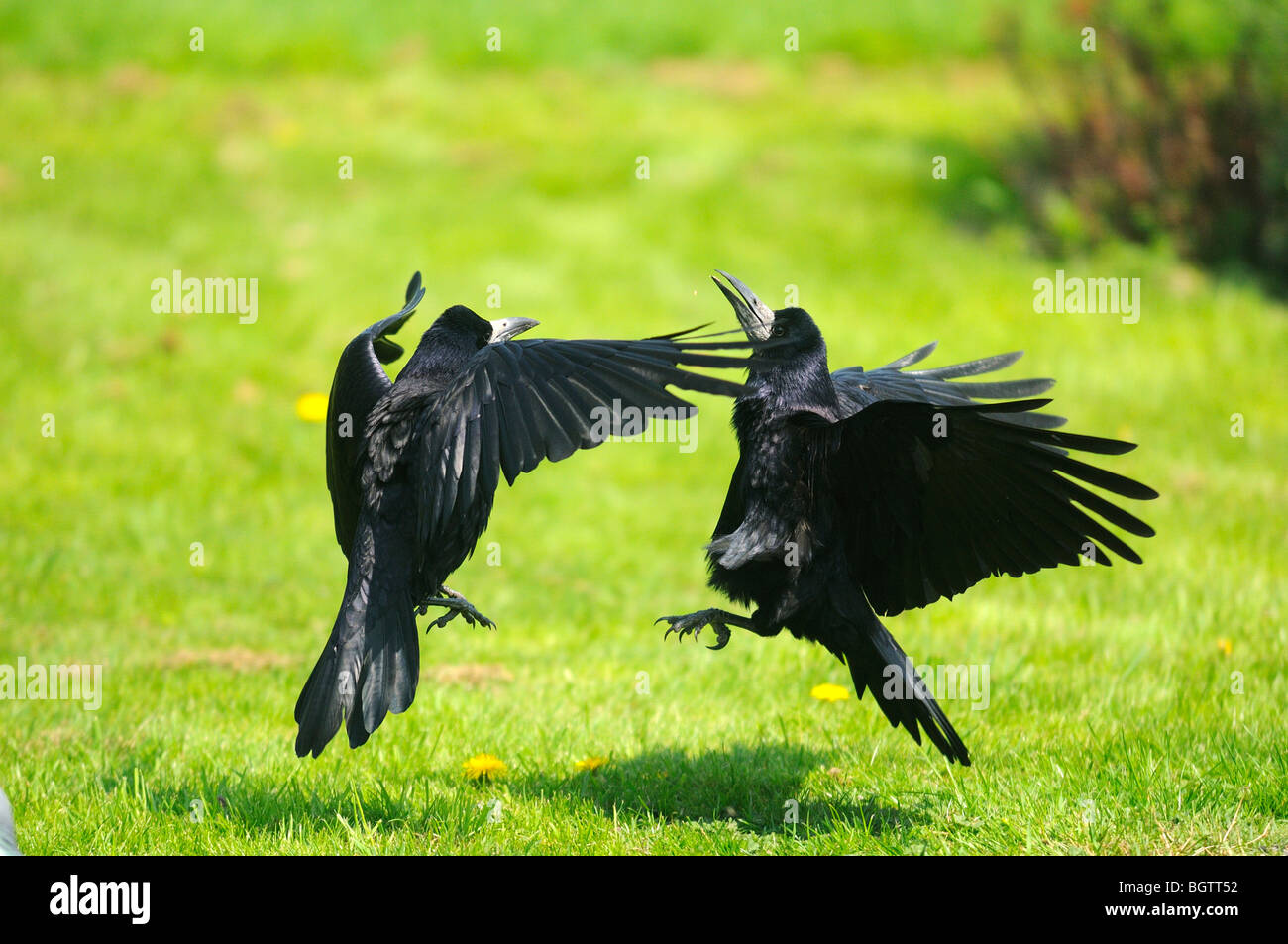 Birds fighting over food hi-res stock photography and images - Alamy