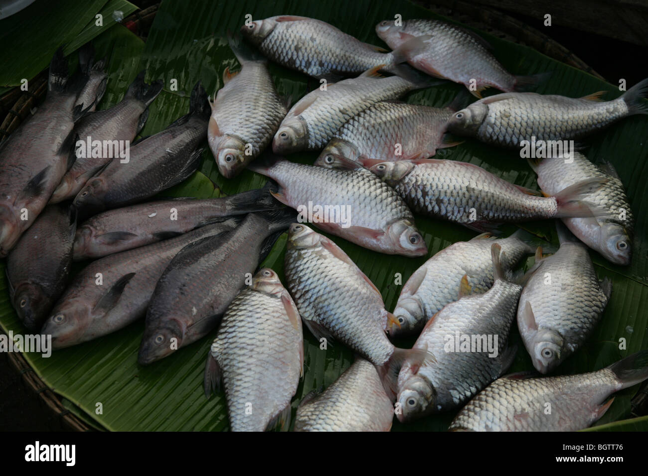 fish market thailand Stock Photo - Alamy