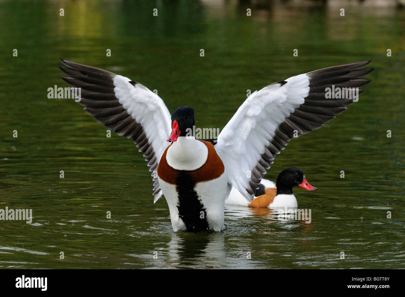 Bird stretching wings hi-res stock photography and images - Alamy