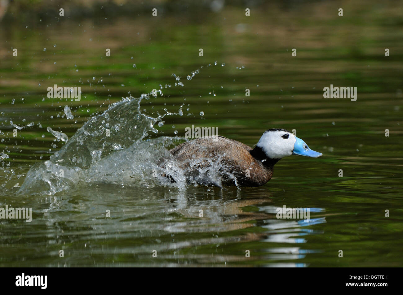 Aggressive duck hi-res stock photography and images - Alamy