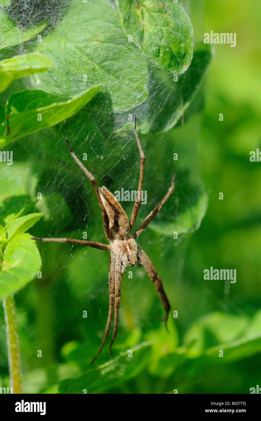 Wolf Spider Web Design