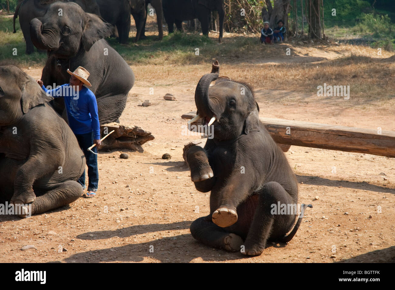 Elephant camp, Elephant show, Baby Stock Photo - Alamy