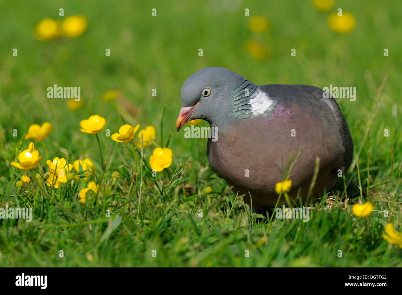 Ground feeding bird hi-res stock photography and images - Alamy
