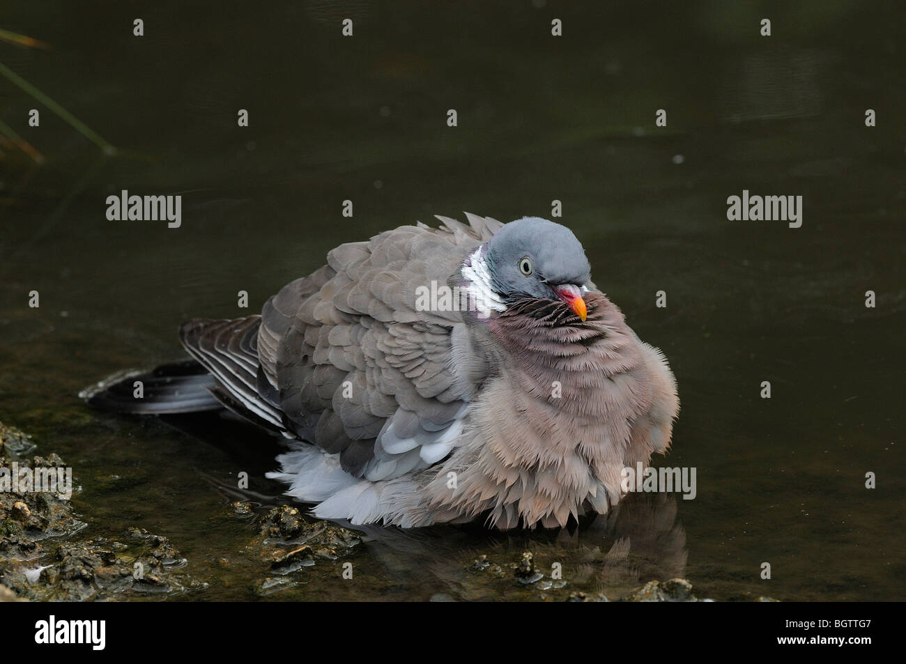 Bird fluffing feathers hi-res stock photography and images - Alamy