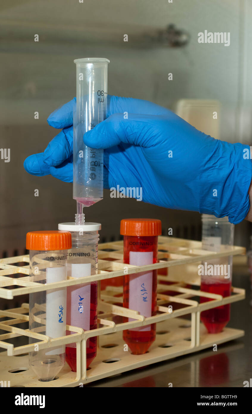 Microbiology Laboratory Cell Culture research Stock Photo - Alamy