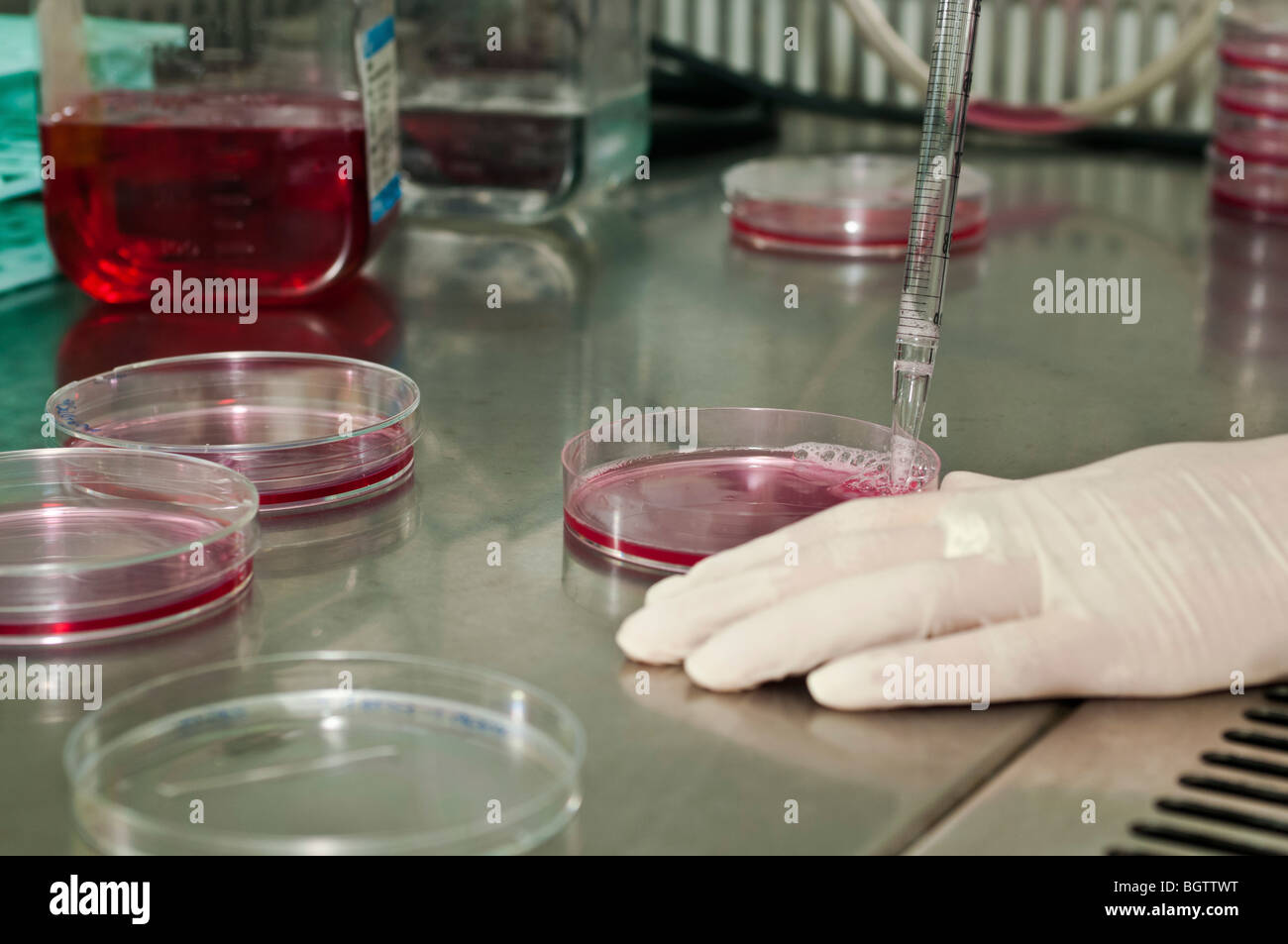 Microbiology Laboratory Cell cultures. Gloved hand holding a pipette ...
