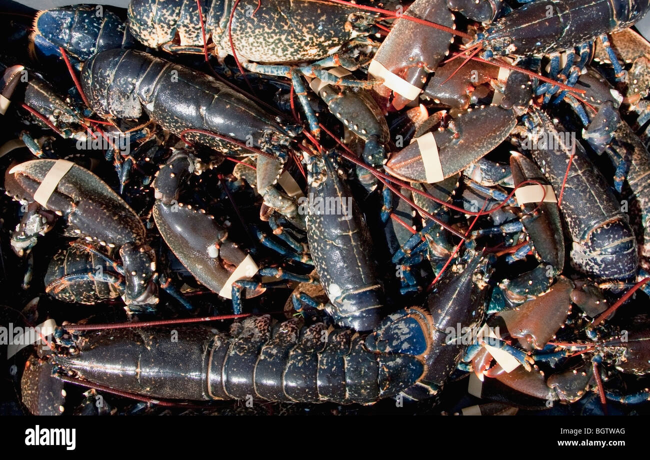 Pile of lobsters, Burnmouth, Scottish Borders, Scotland Stock Photo - Alamy