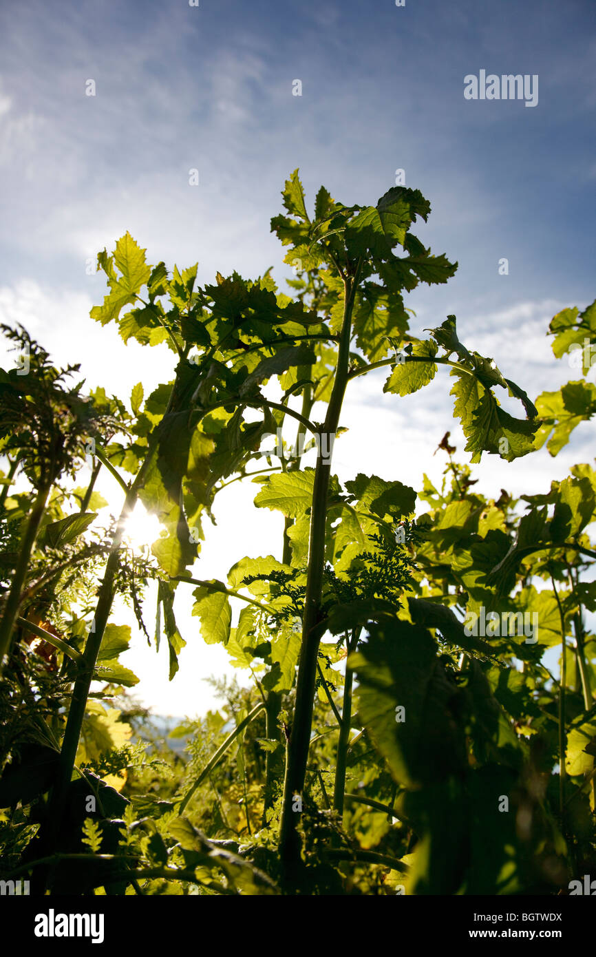 low angle shot of plant Stock Photo - Alamy