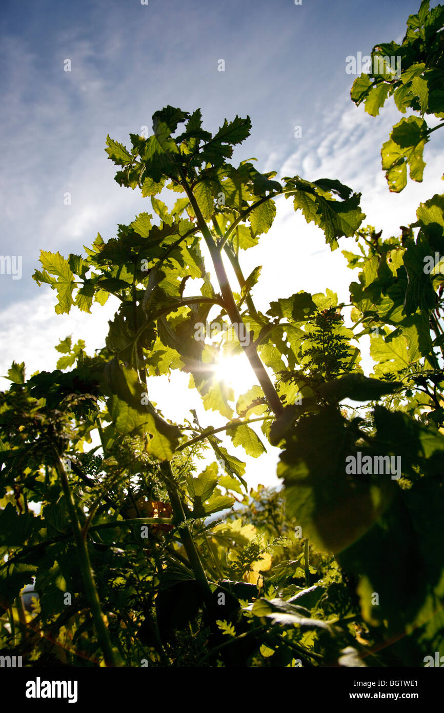Worms eye shot hi-res stock photography and images - Alamy