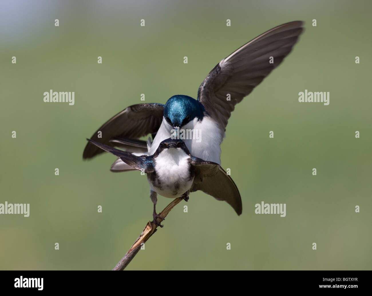 North Texas Tree Swallows